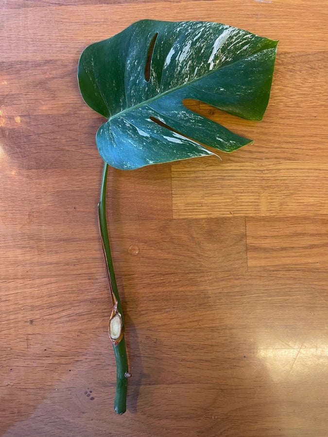Monstera Deliciosa Variegata stickling | Köp på Tradera (737073655)