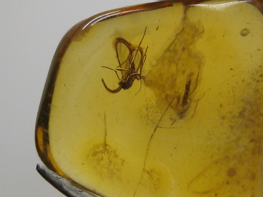 Unik bärnsten med 2-insekter | Köp på Tradera (617777971)