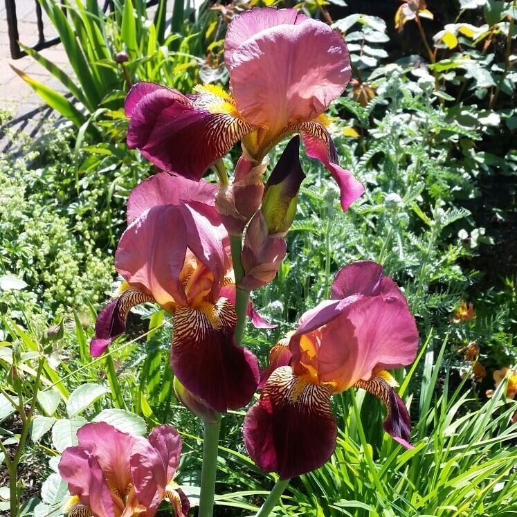 Iris germanica INDIAN CHIEF | Köp på Tradera (733719173)