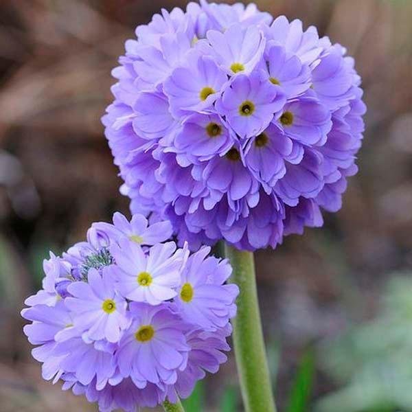 Frön från Primula denticulata Corol.. | Köp från DACADT på Tradera ...
