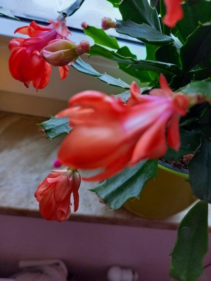 Novemberkaktus.Thor Wild Cactus Orange,stickling. | Köp på Tradera ...
