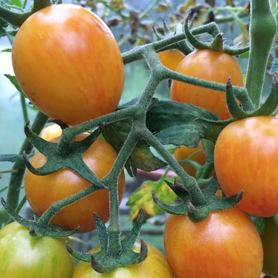 *Tomat Artisan Bumble Bee* Vacker och söt | Köp på Tradera (711796061)