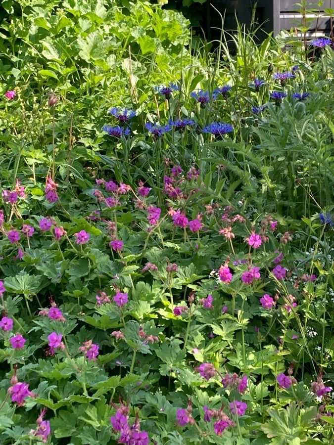 Geranium macrorrhizum 'Bevan's Variety' Flocknä.. | Köp på Tradera ...