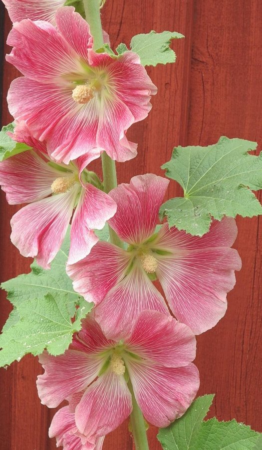 Se produkter som liknar Storblommig Rosa Stockros - på Tradera (686806836)