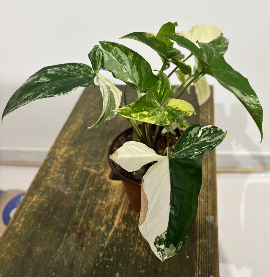 Syngonium podophyllum albo variegata planta | Köp på Tradera (704868959)