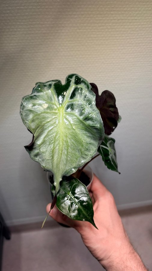 Alocasia venom bulb / corm | Köp på Tradera (733743067)