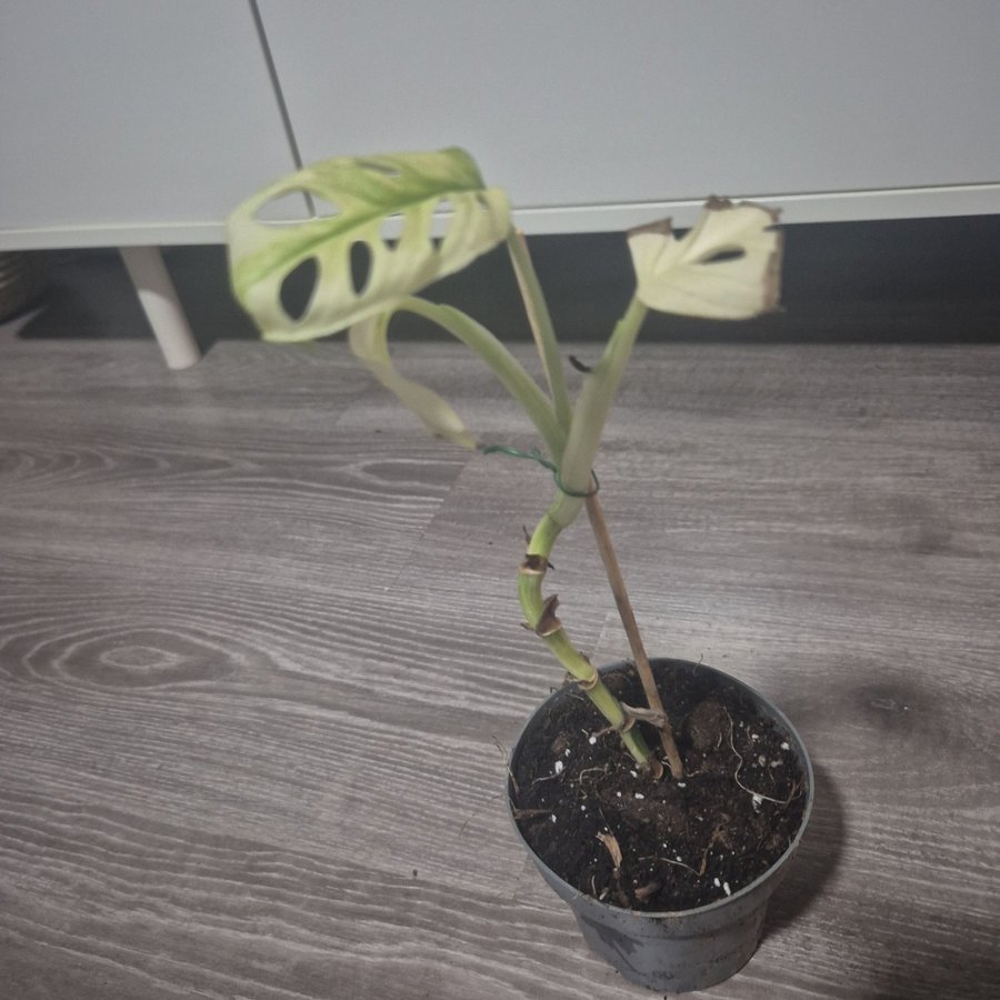 Monstera Adansonii Variegata | Köp på Tradera (713320199)