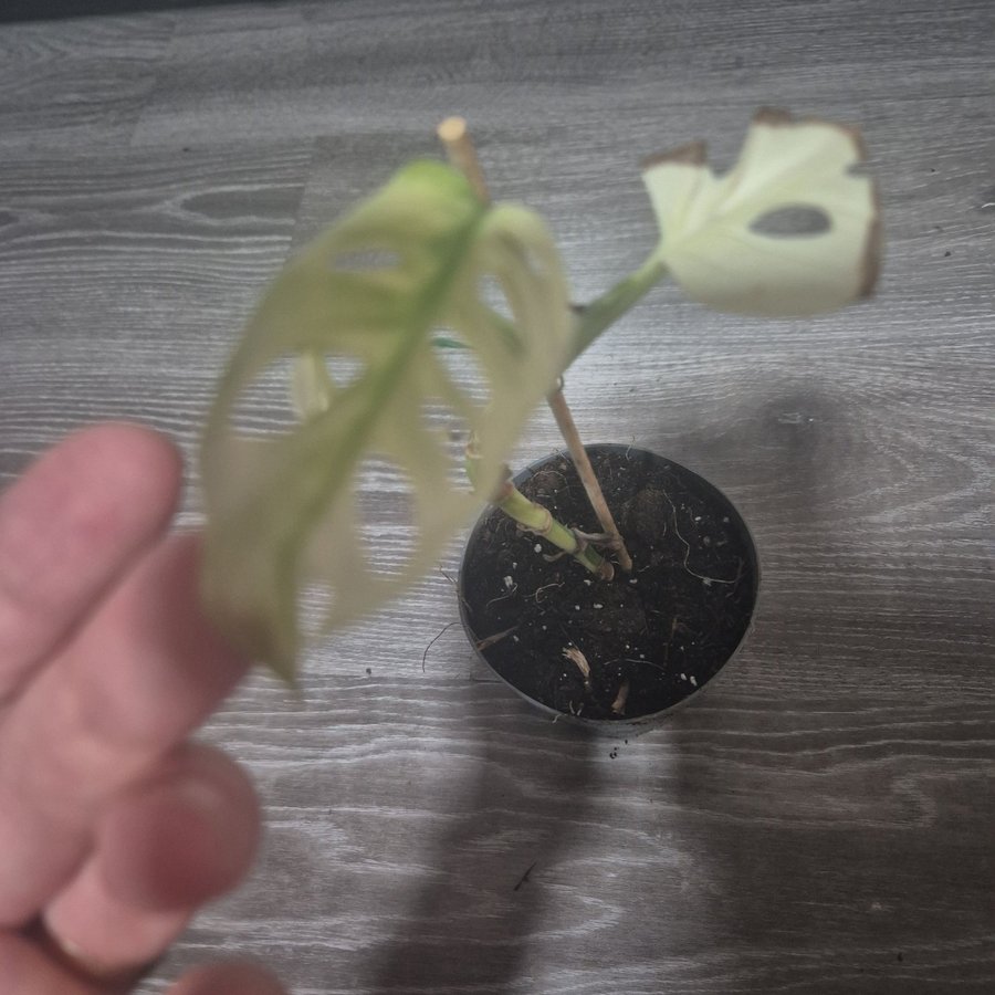 Monstera Adansonii Variegata | Köp på Tradera (713320199)