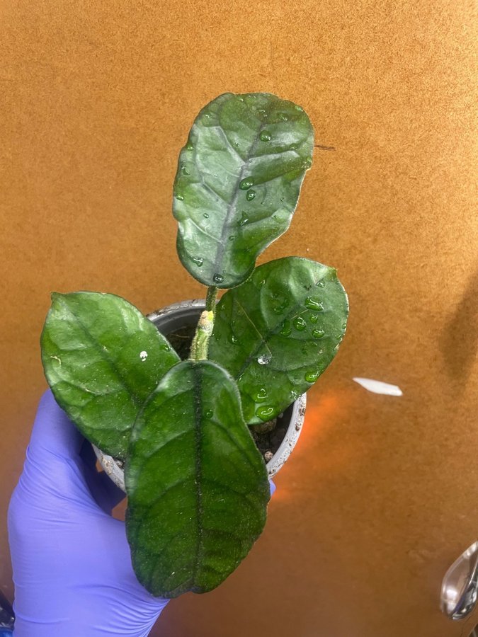 Hoya globulosa vilosa | Köp på Tradera (734420659)
