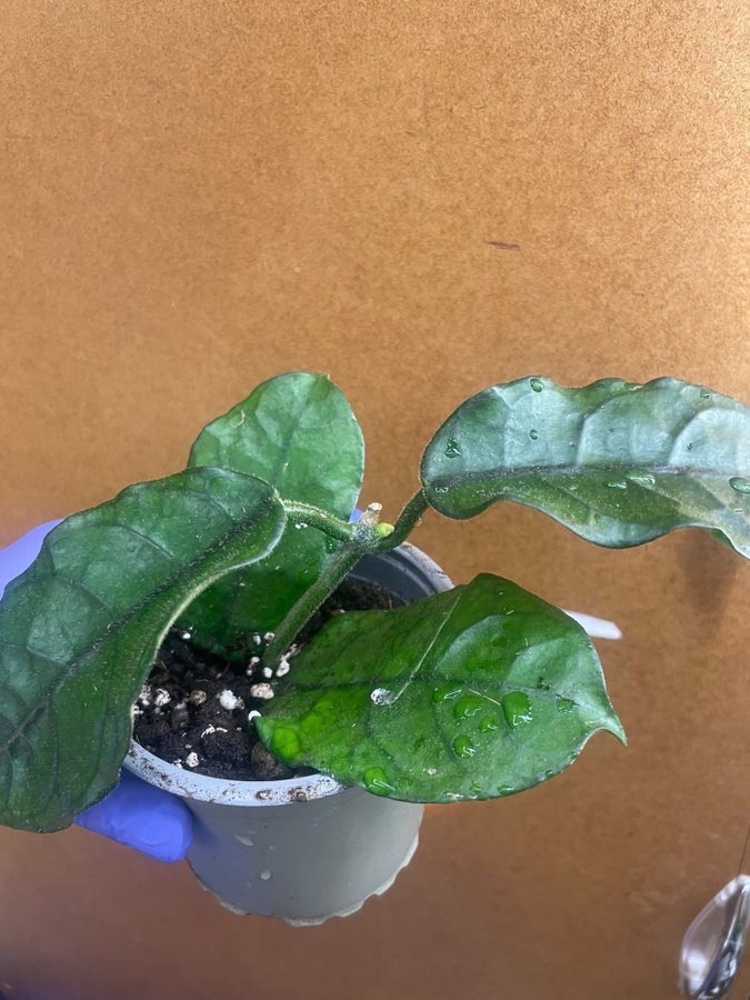 Hoya globulosa vilosa | Köp på Tradera (734420659)
