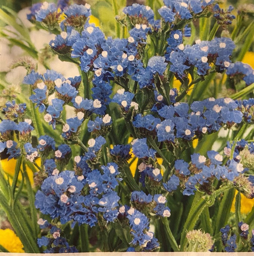 Se produkter som liknar RISP ”STATICE BLUE” VACKER ET.. på Tradera ...