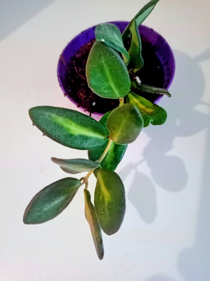 Hoya sp .af burtoniae " Variegata"- planta | Köp på Tradera (736571676)