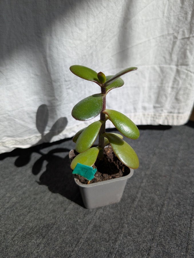 Crassula Ovata - Paradisträd - stickling | Köp på Tradera (736888044)