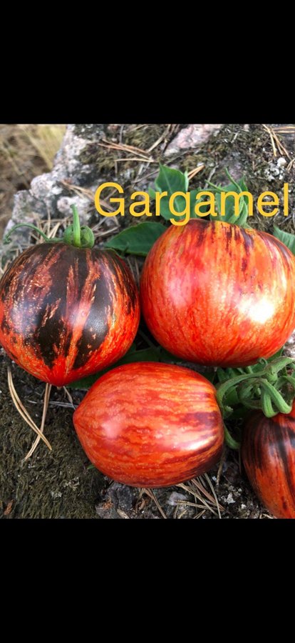 GARGAMEL. Rikgivande och söt med röd/svarta tom.. | Köp på Tradera ...