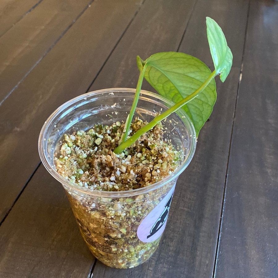 Epipremnum pinnatum ’Cebu Blue’ – Välrotad stic.. | Köp på Tradera ...