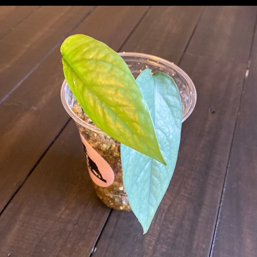 Epipremnum pinnatum ’Cebu Blue’ – Välrotad stic.. | Köp på Tradera ...
