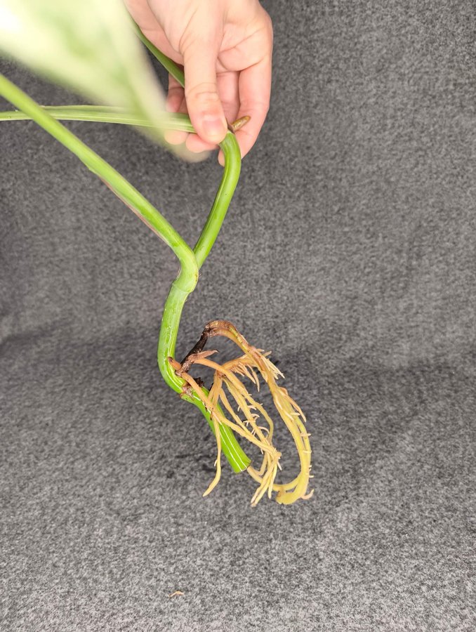 Monstera Albo variegata planta | Köp på Tradera (712941457)