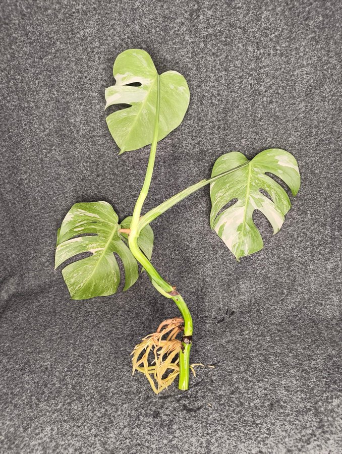 Monstera Albo variegata planta | Köp på Tradera (712941457)
