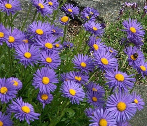 Alpaster Blå, flerårig, höjd 20-30 cm, blomtid .. | Köp på Tradera ...