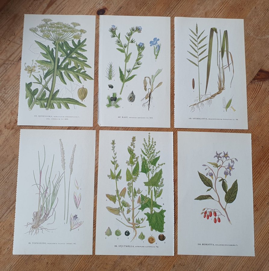 6 st blad Nordens Flora, Skolplansch av C.A.M L.. | Köp på Tradera ...
