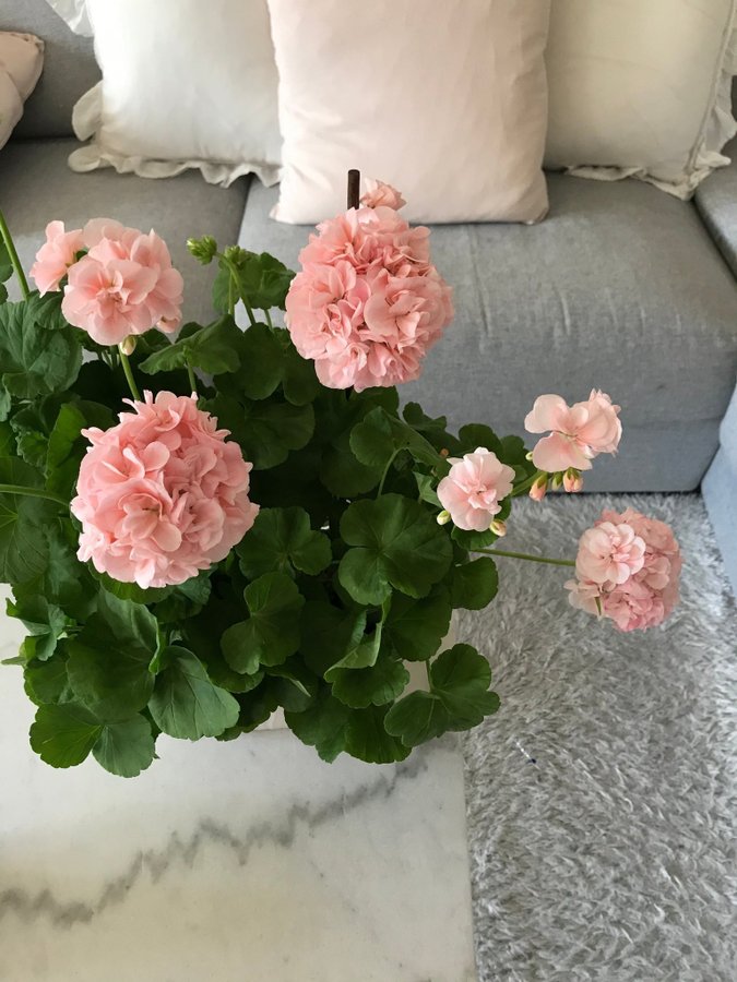 Se produkter som liknar Pelargon Mårbacka planta rosa.. på Tradera ...