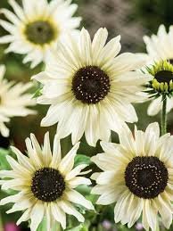 Se produkter som liknar Solros "Ice Cream",5 frön på Tradera (711985127)