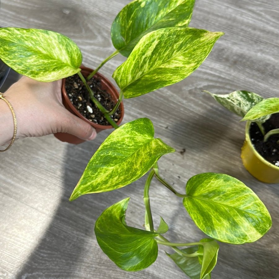 Pothos 'Marble Queen', Pothos 'N'Joy' och Scind.. | Köp på Tradera ...
