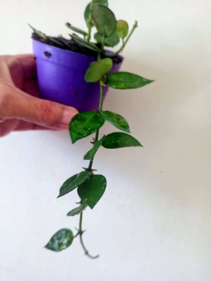 Hoya Krohniana - planta | Köp på Tradera (734692573)
