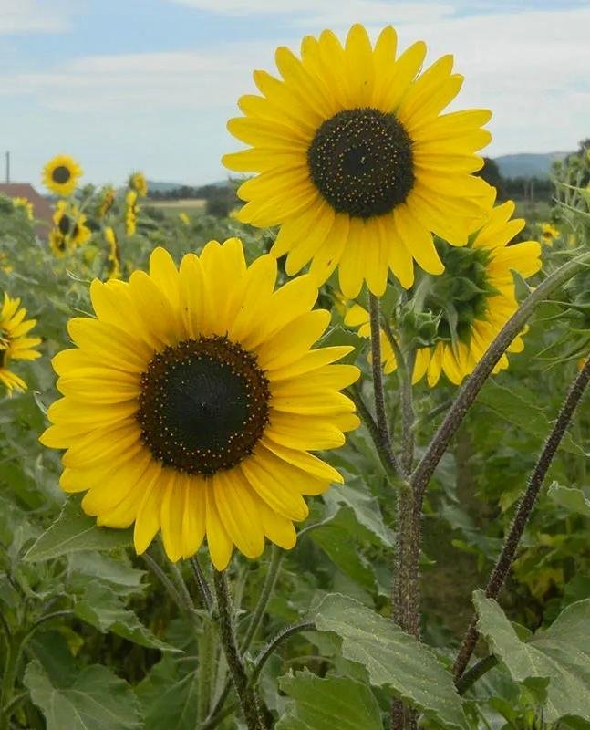 Solros 'Henry Wilde’ . Hög sol.. | Köp från Frejasfröer på Tradera ...