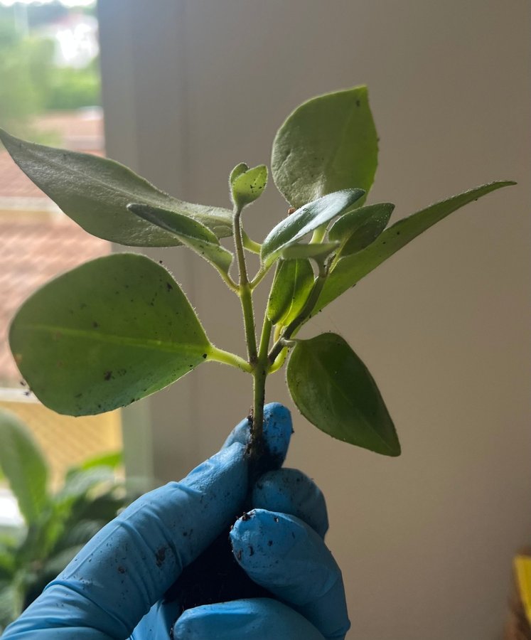 Aeschynanthus “Mona Lisa” planta | Köp på Tradera (735516778)