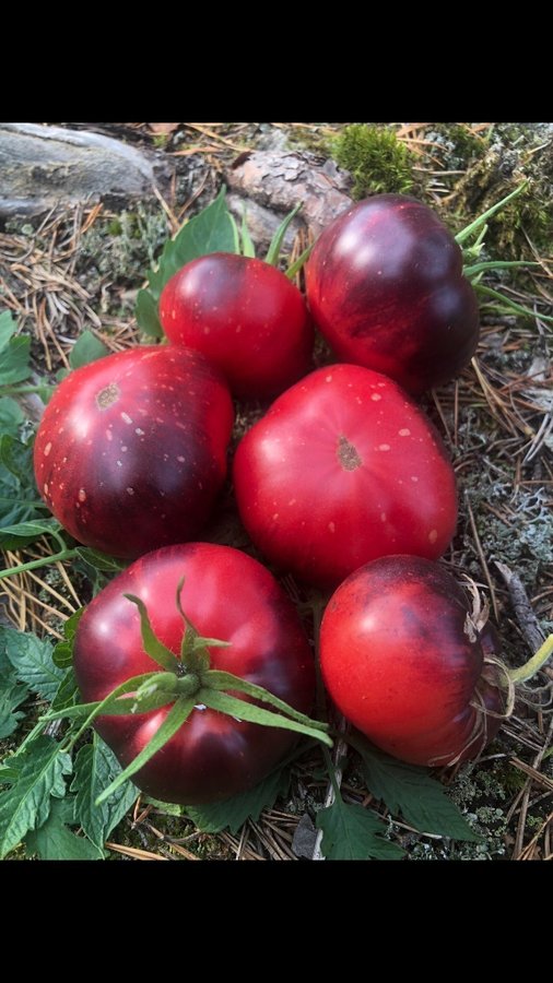 SIBERIAN TIGER CLAWS. Snygg och tålig. | Köp på Tradera (710014928)