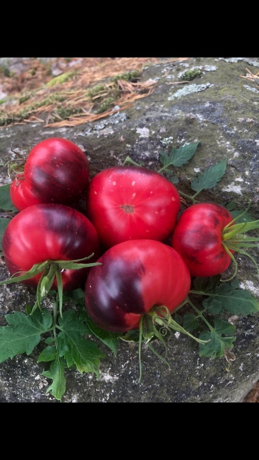 SIBERIAN TIGER CLAWS. Snygg och tålig. | Köp på Tradera (710014928)