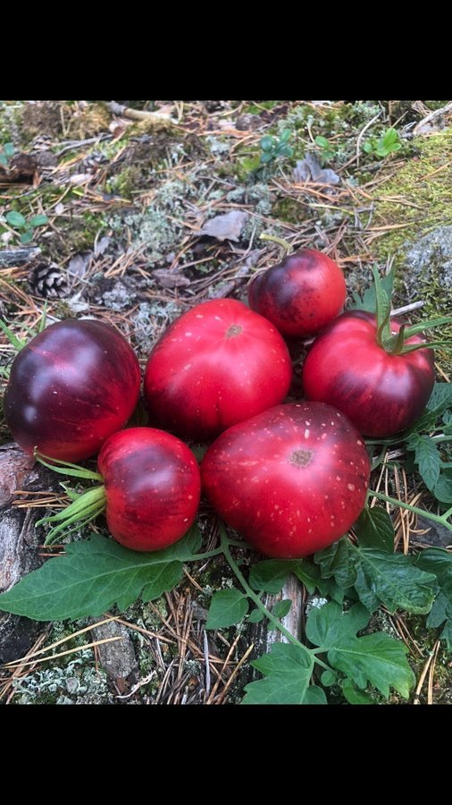 SIBERIAN TIGER CLAWS. Snygg och tålig. | Köp på Tradera (710014928)