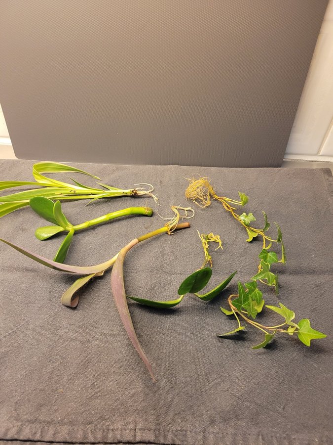 5 sorter rotade sticklingar. Hoya, Krassula, Ampellilja, purpurblad ... 5 sorter rotade sticklingar. Hoya, Krassula, Ampellilja, purpurblad ...