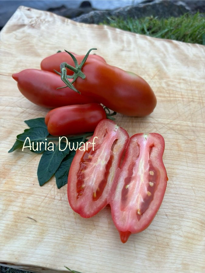Auria Mini Dwarf 10 Tomatfrön | Köp på Tradera (711319678)