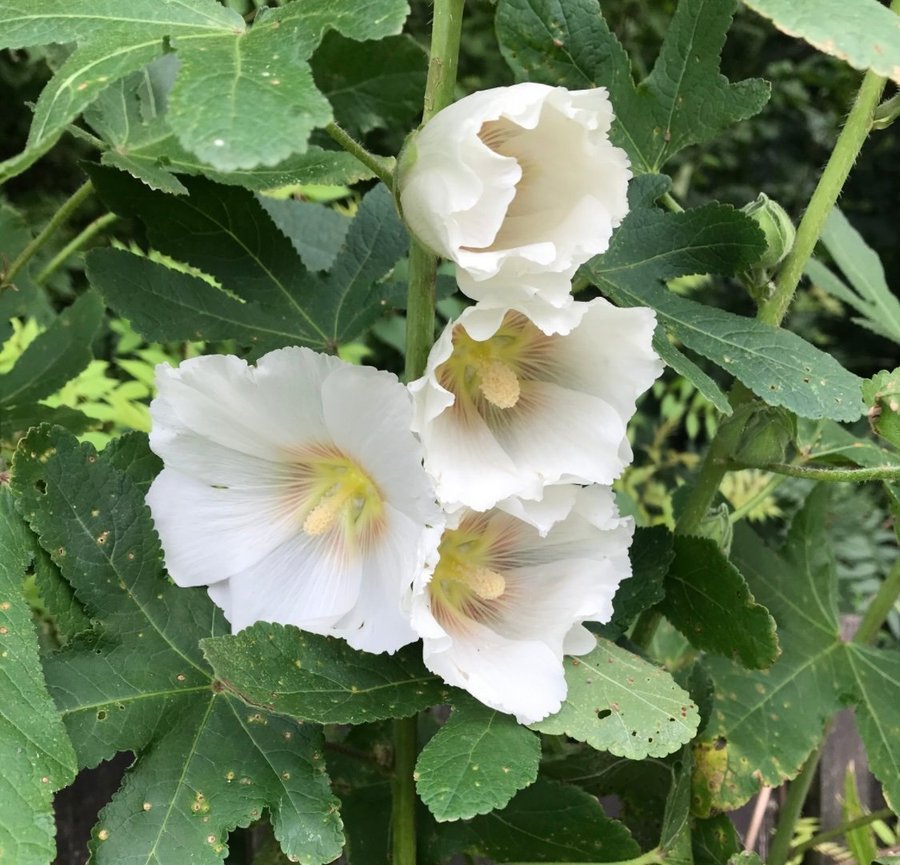 Se produkter som liknar Vit enkel stockros. Minst 30 .. på Tradera ...