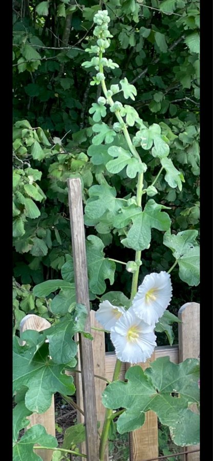 Se produkter som liknar Vit enkel stockros. Minst 30 .. på Tradera ...