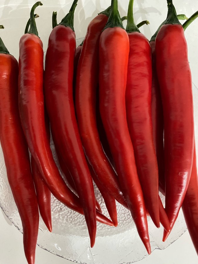 Spansk chili peppar | Köp på Tradera (656940626)