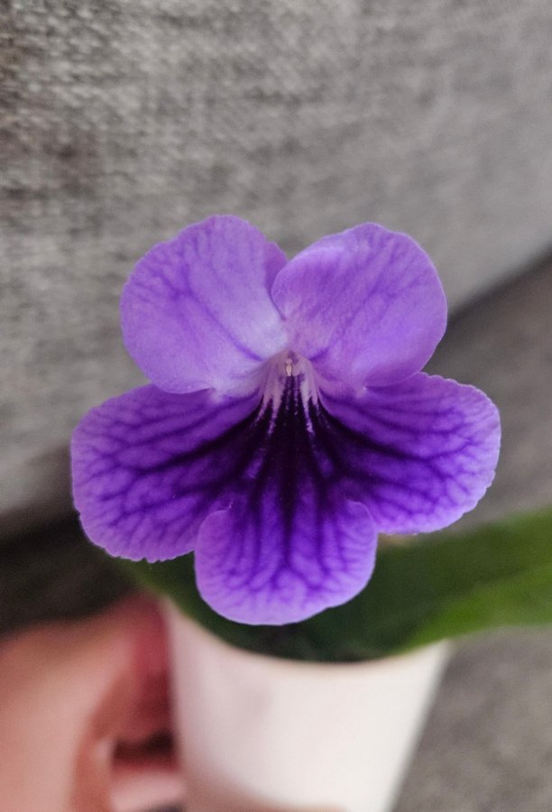 Sista. Lila Streptocarpus planta. Kornettblomma.. | Köp på Tradera ...