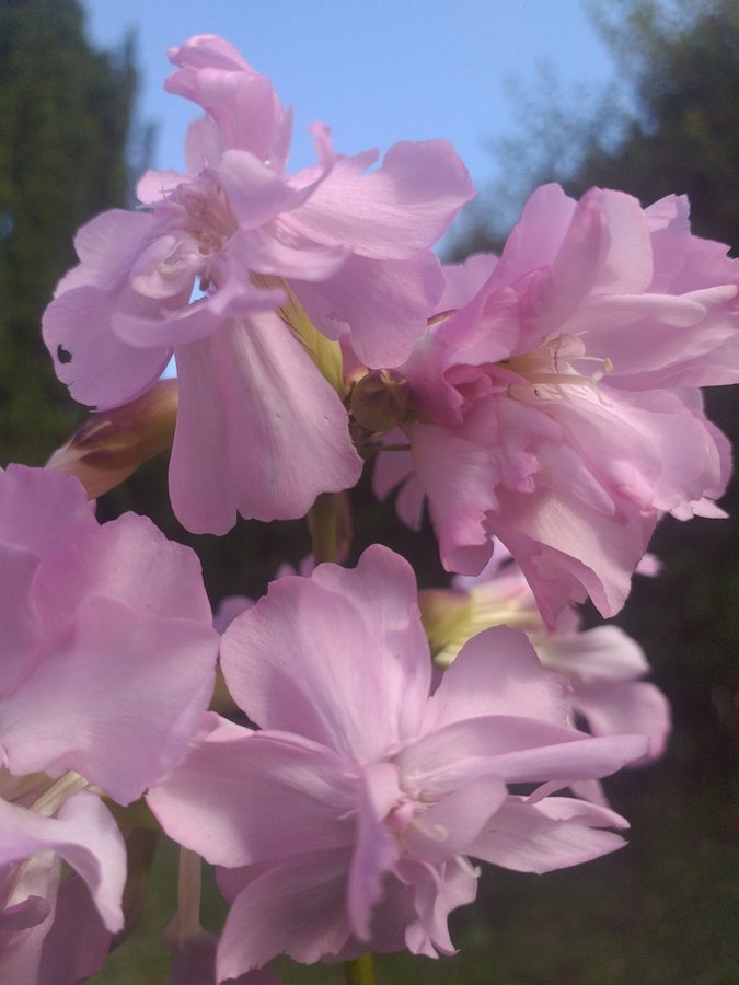 Se produkter som liknar Saponaria officinalis 'Rosea .. på Tradera ...