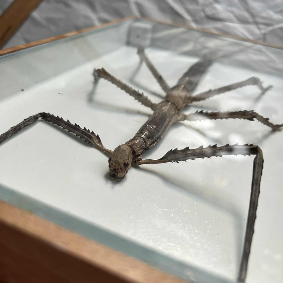 Se produkter som liknar STOR vandrande pinne, taxider.. på Tradera ...