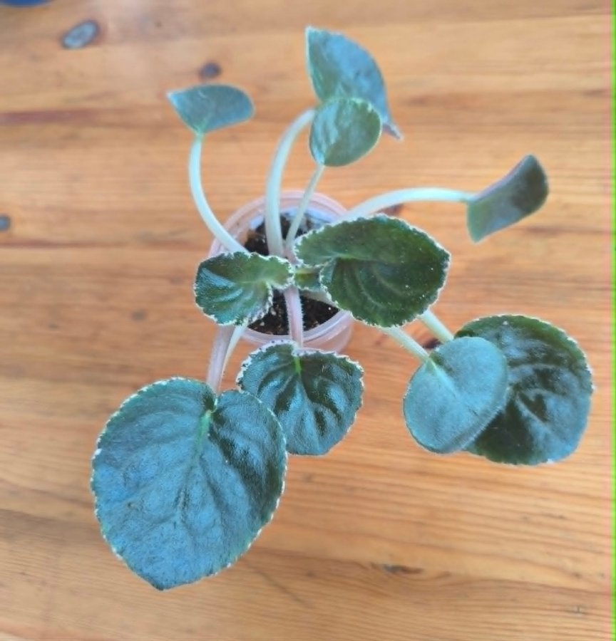 Saintpaulia EK-Moryachka en ung planta bild 2 | Köp på Tradera (734736674)