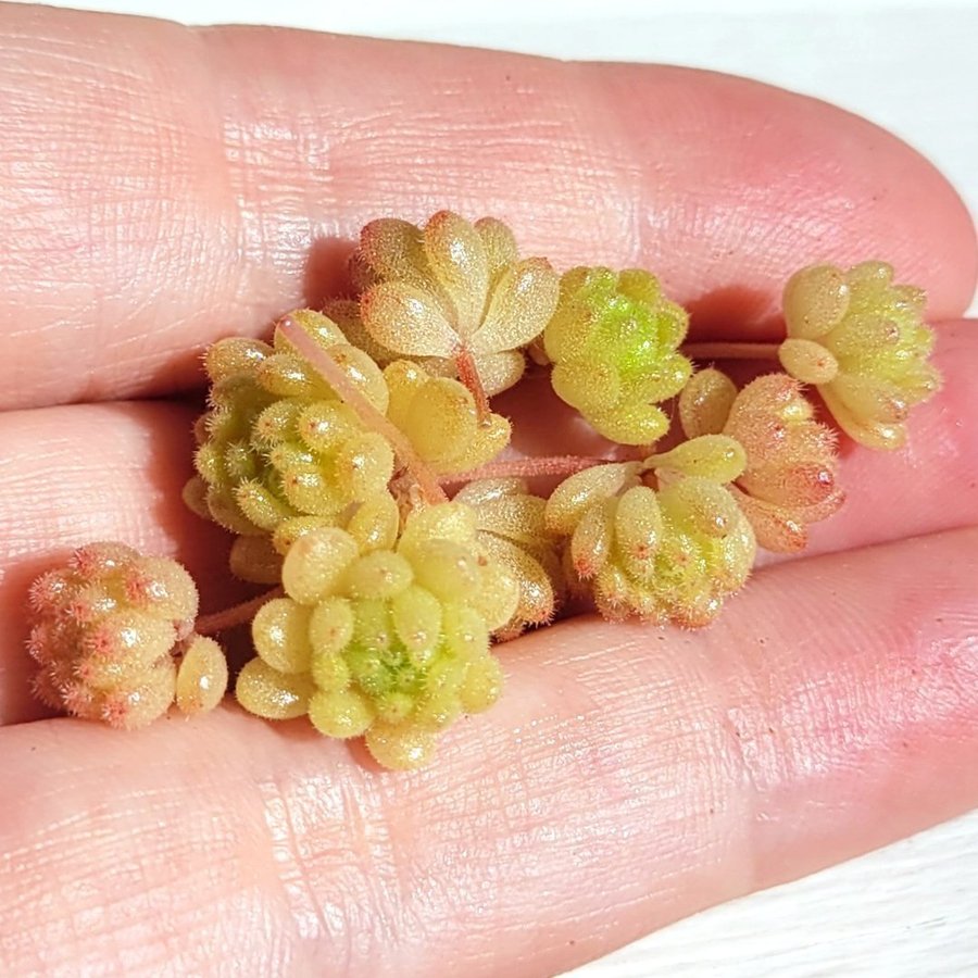 Sedum hirsutum - sticklingar/rosetter - suckule.. | Köp på Tradera ...