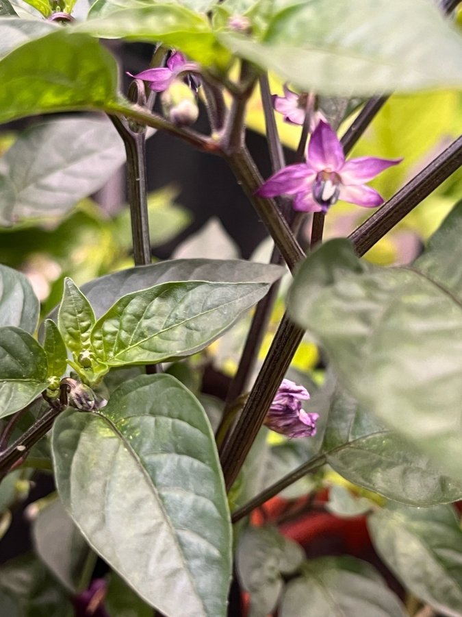 Ekologiskt LILA CHILIPEPPAR 'PURPLE THAI' , ca .. | Köp på Tradera ...