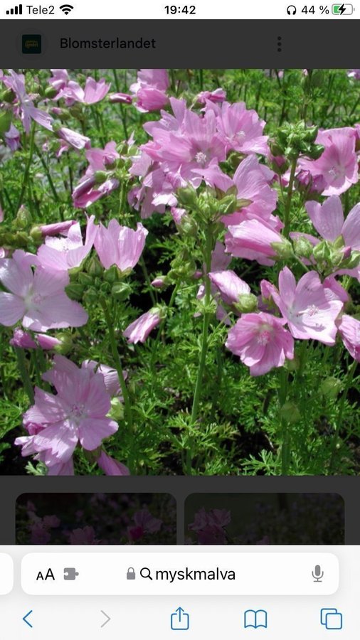 Perenn rosa Malva frö | Köp på Tradera (706826063)