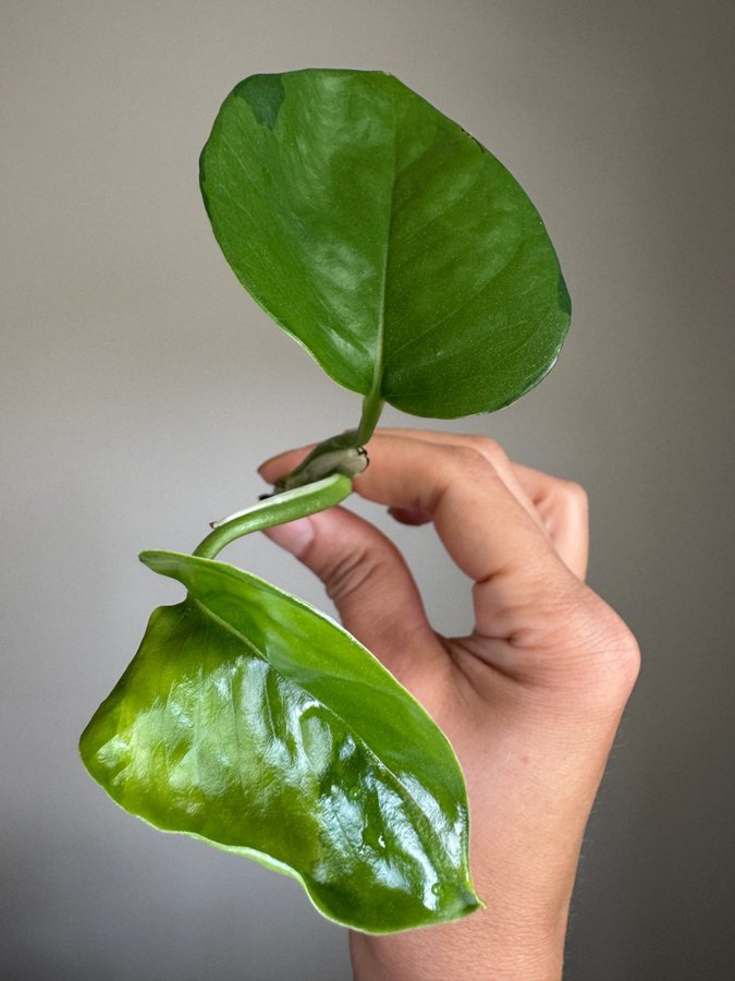 Epipremnum aureum Manjula (Happy leaf) - grön | Köp på Tradera (734718858)