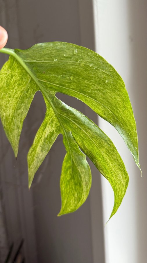 Epipremnum Pinnatum Mint Variegated Stickling | Köp på Tradera (733502163)