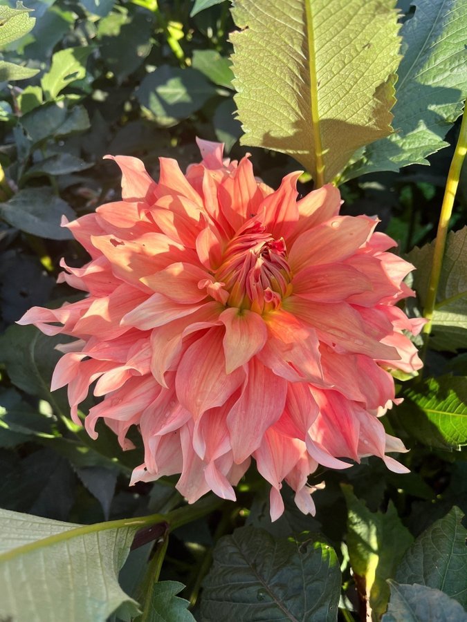 Dahlia Sierra Glow - singelknöl | Köp på Tradera (710193029)