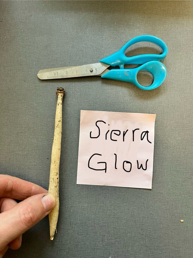 Dahlia Sierra Glow - singelknöl | Köp på Tradera (710193029)