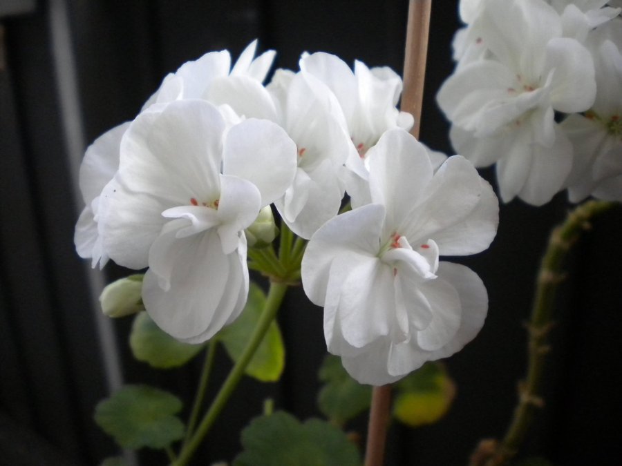 ARBRÅ Pelargon 1st. rotad planta, Anor från Trä.. | Köp på Tradera ...